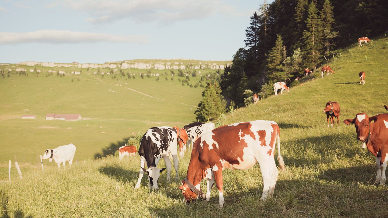 Color Filter｜Canon LUT Library for pc